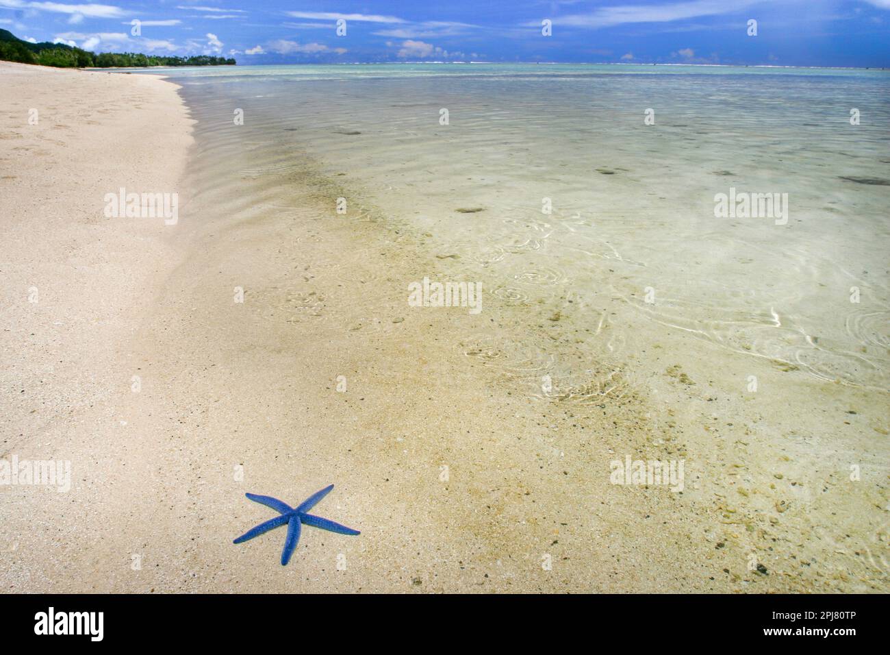 This blue starfish, Linckia laevigata, is resting at the edge of ...