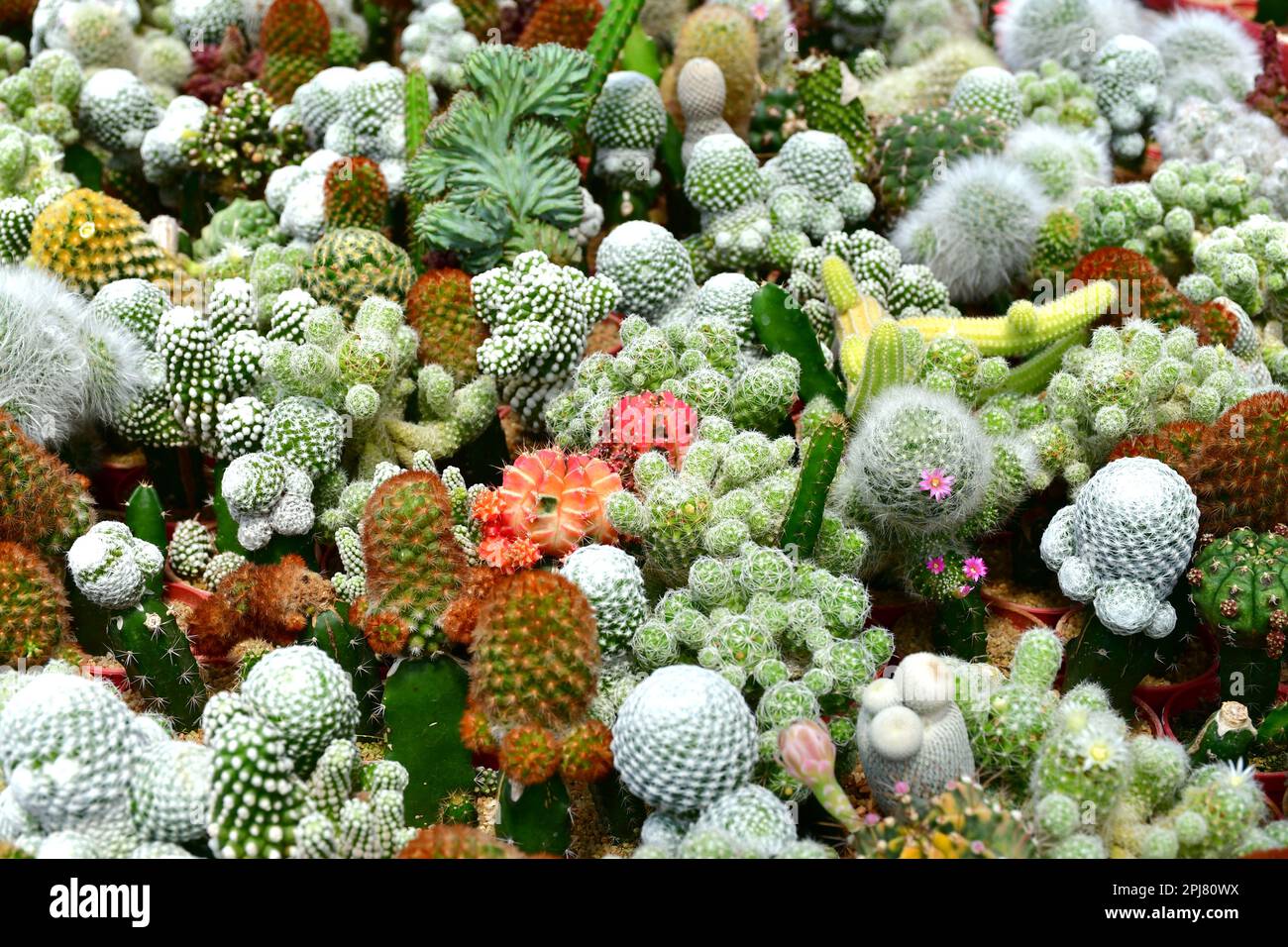 Mammillaria spp., Echinopsis spp., Gymnocalycium spp.. and others small ...