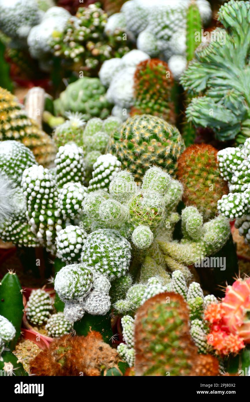 Mammillaria spp., Echinopsis spp., Gymnocalycium spp.. and others small ...