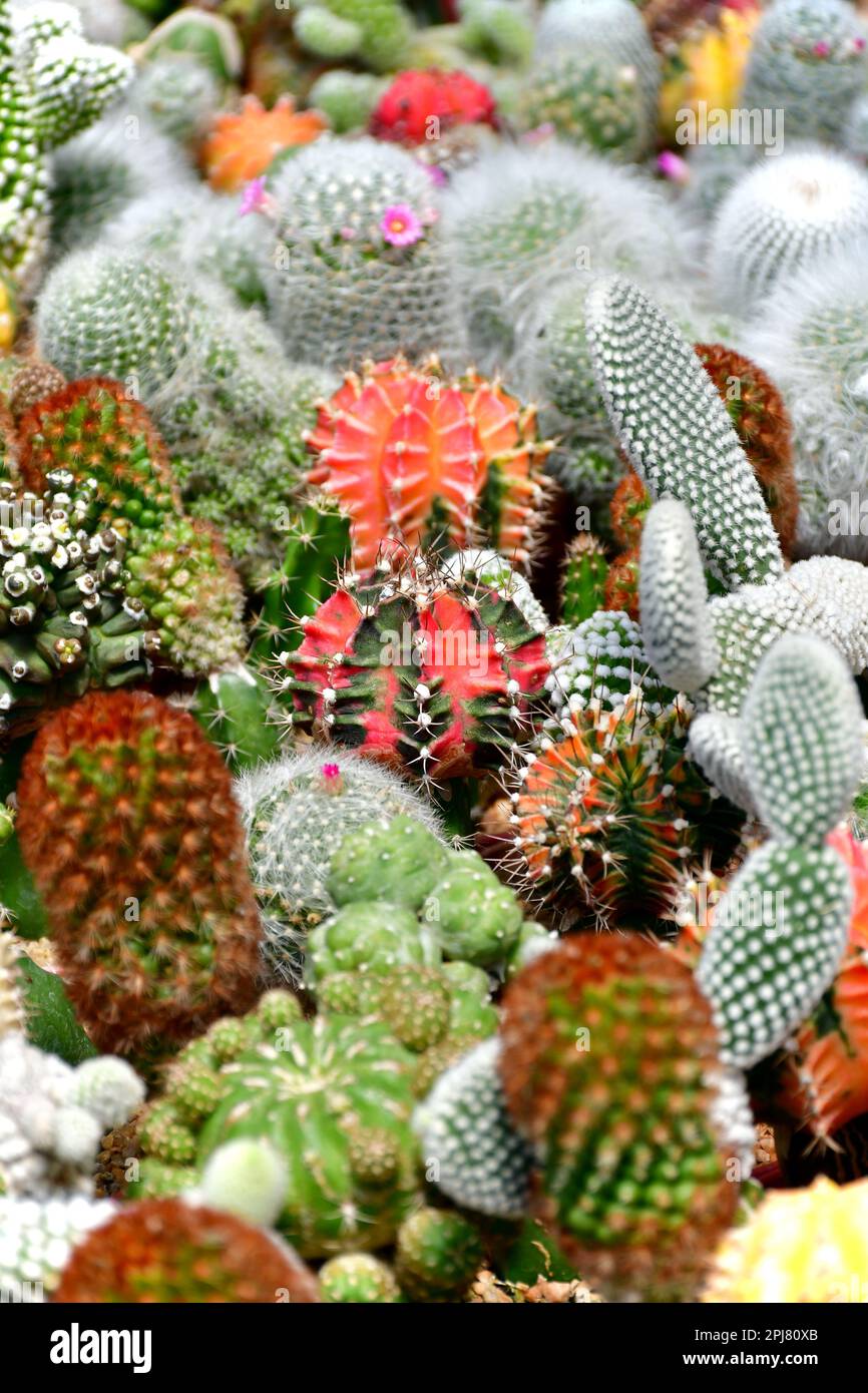 Mammillaria spp., Echinopsis spp., Gymnocalycium spp.. and others small ...