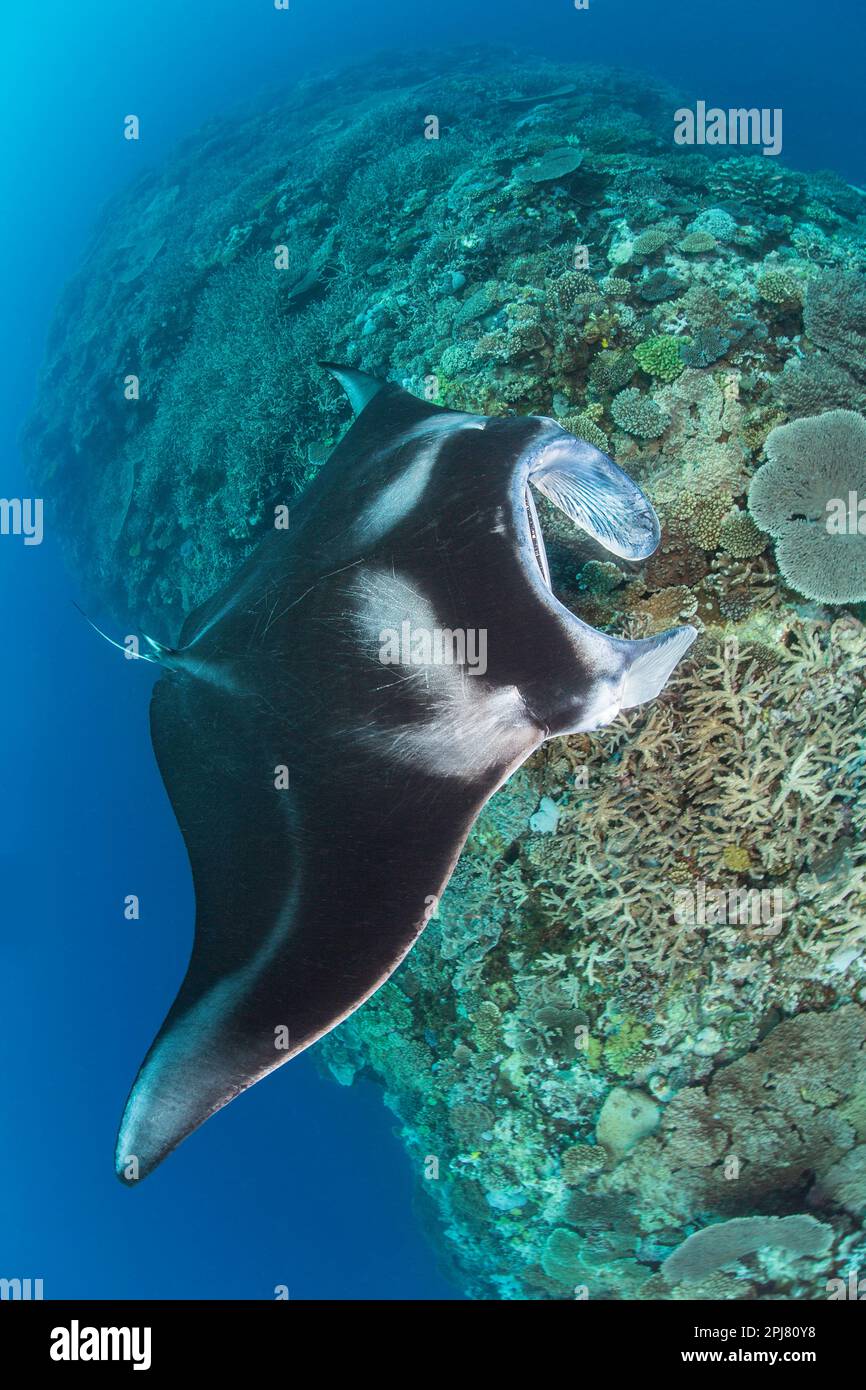 A reef manta ray, Mobula alfredi, glides of a coral ridge looking for a ...