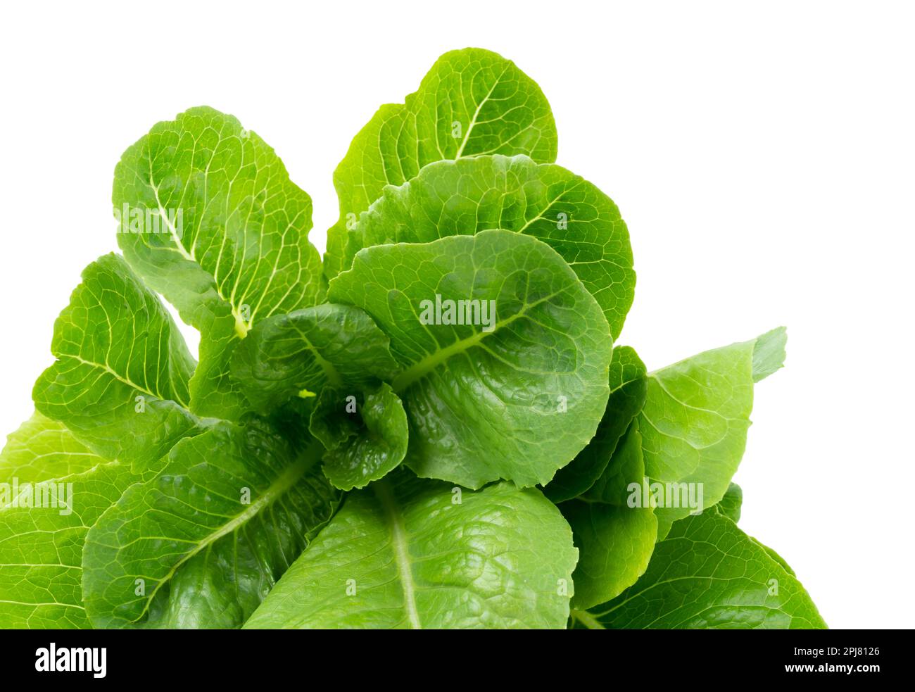 Close up Fresh baby cos (lettuce) on white background Stock Photo - Alamy