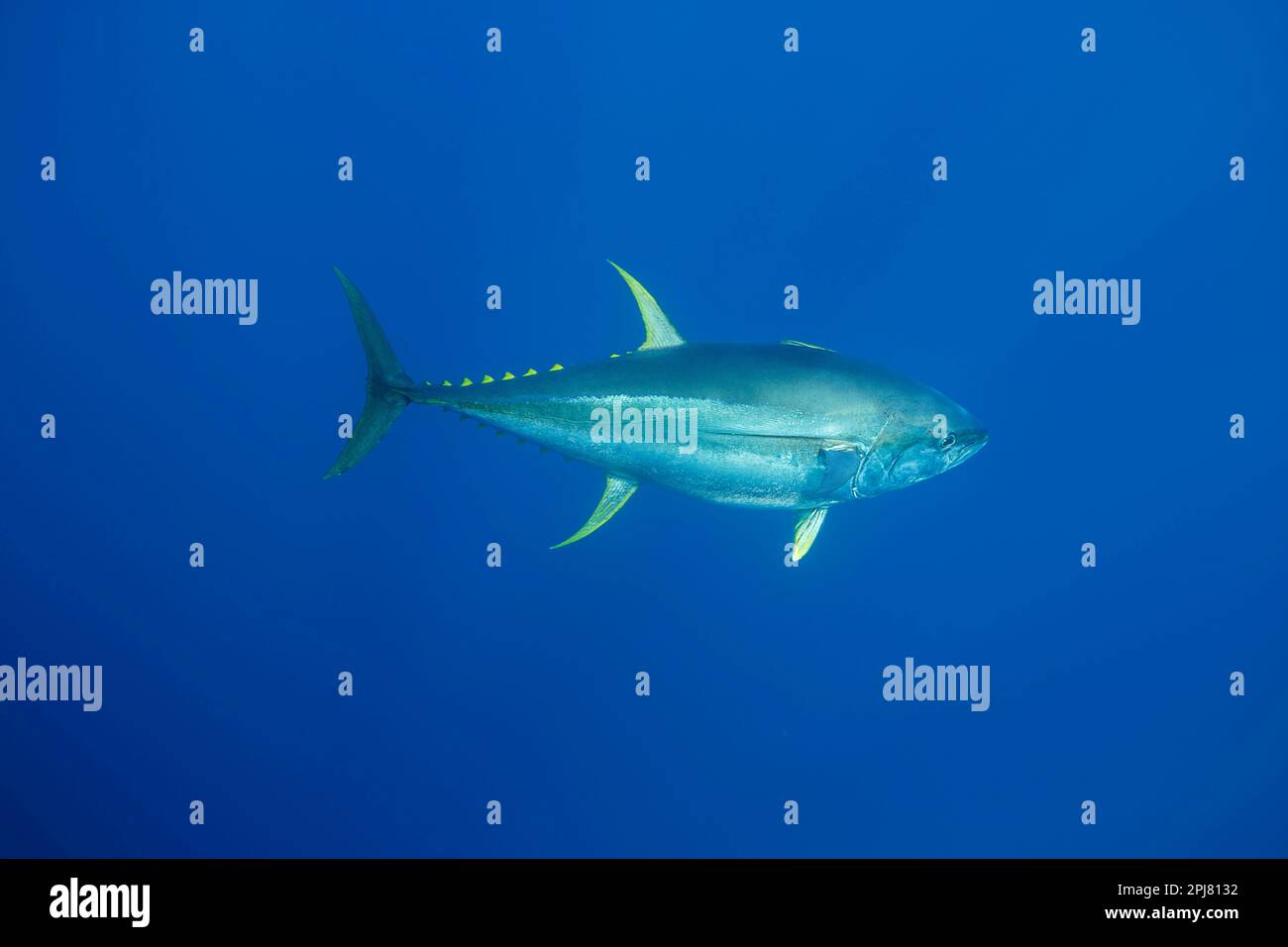 Yellowfin Tuna Swimming