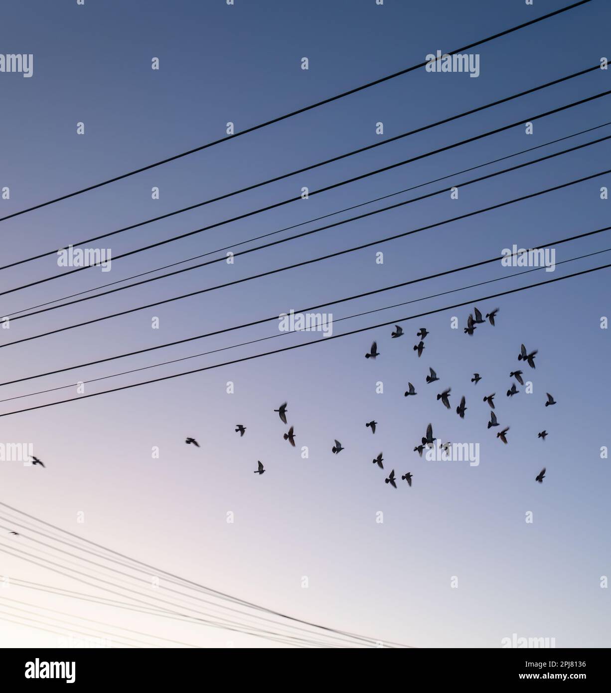 Birds flying away from hi-res stock photography and images - Alamy
