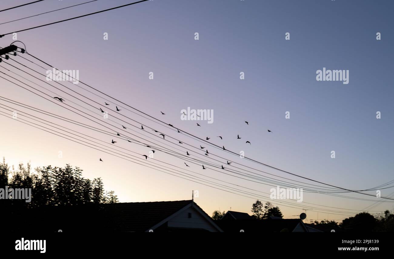 Birds flying away from hi-res stock photography and images - Alamy