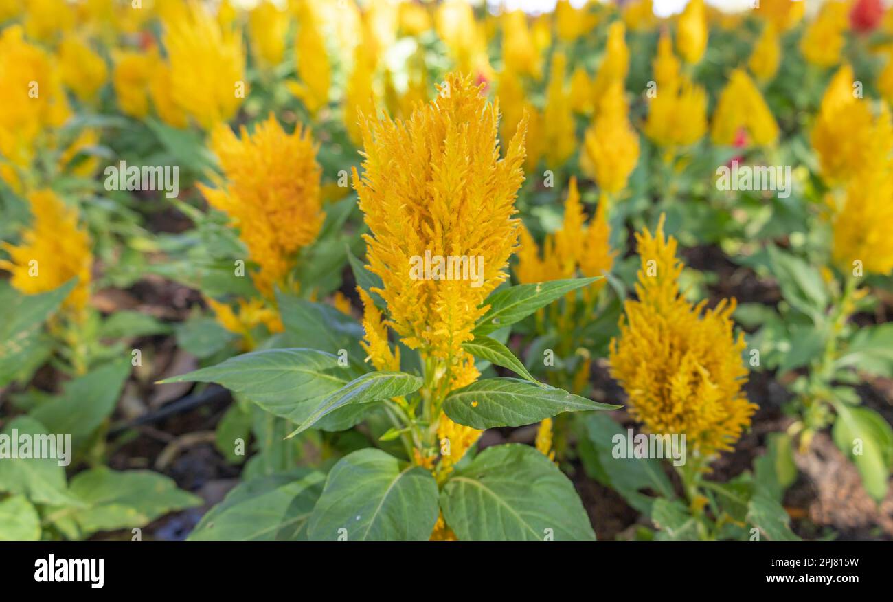 Celosia cristata cockscomb hi-res stock photography and images - Alamy