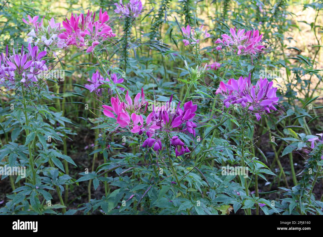Purple spider flower hi-res stock photography and images - Alamy