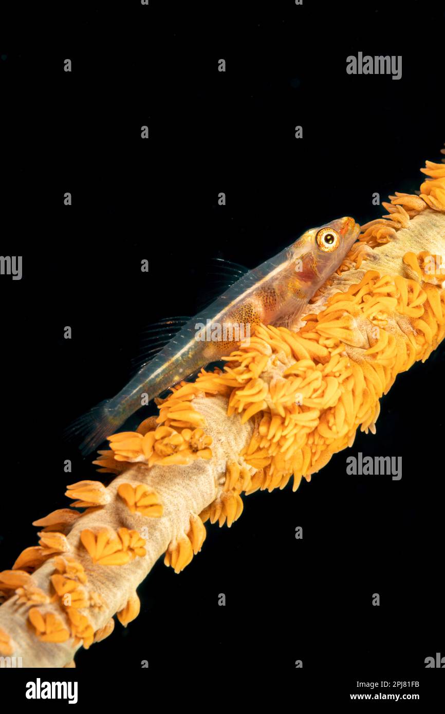 Wire coral goby, Bryaninops yongei, Philippines Stock Photo - Alamy