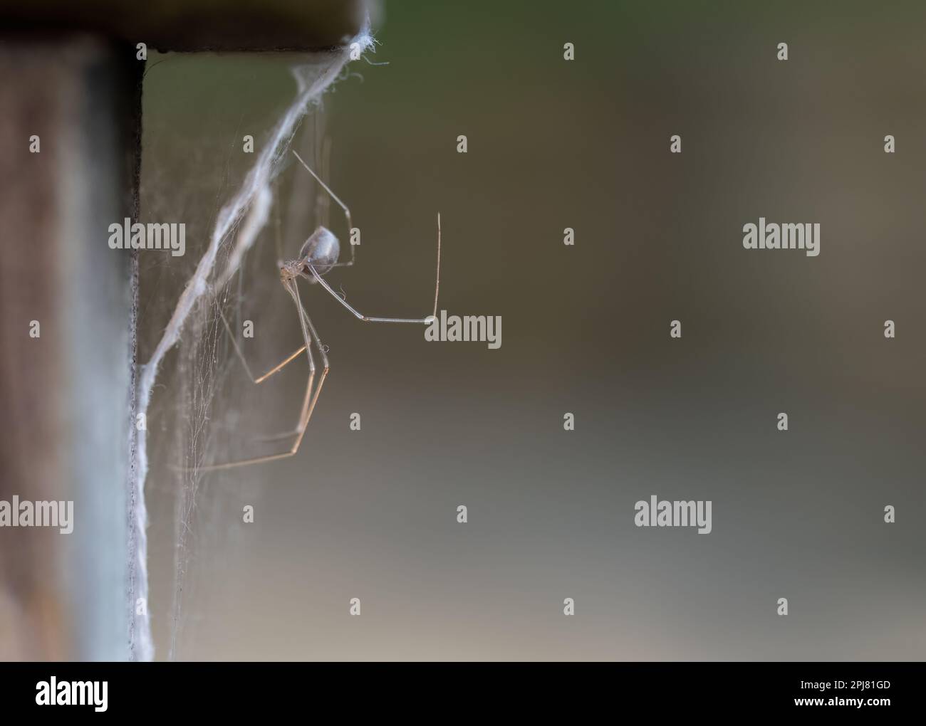 Close-up image of a daddy long legs spider (Pholcus phalangioides) on ...