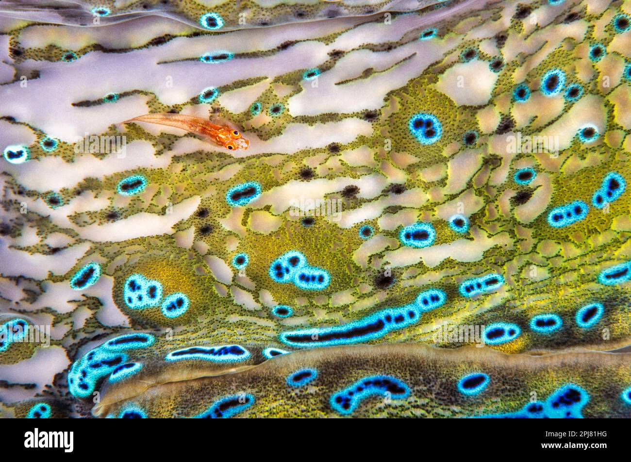 Coral goby, Bryaninops loki, on a giant clam mantle, Tridacna gigas ...