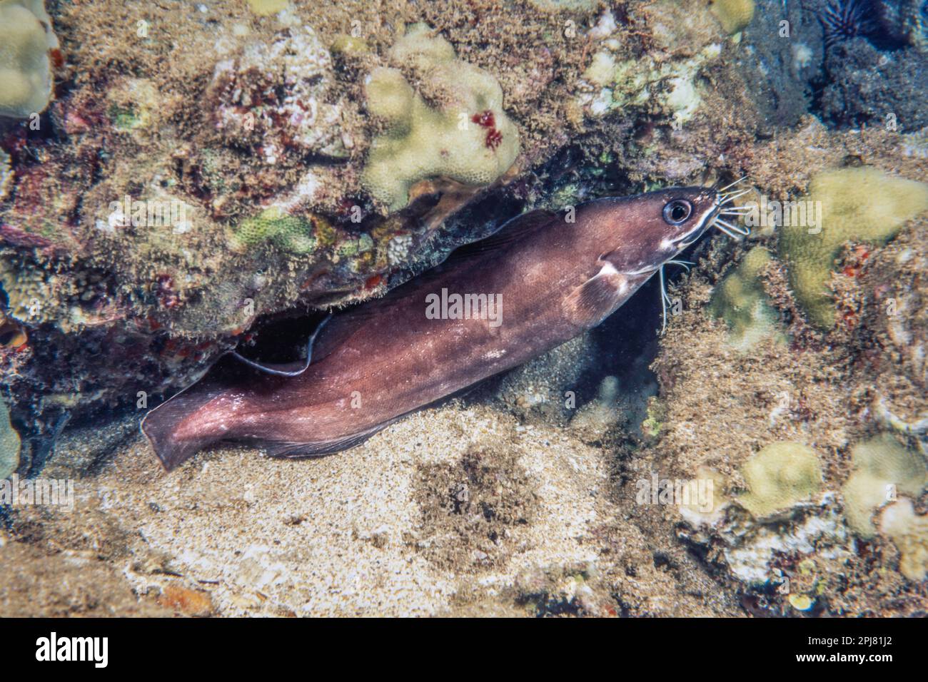 The bearded cusk eel, Brotula multibarbata, is in the order ...