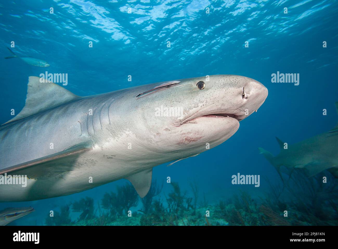 Low angle underwater view of tiger shark swimming past, Tiger Beach., Bahamas, Atlantic Ocean ...