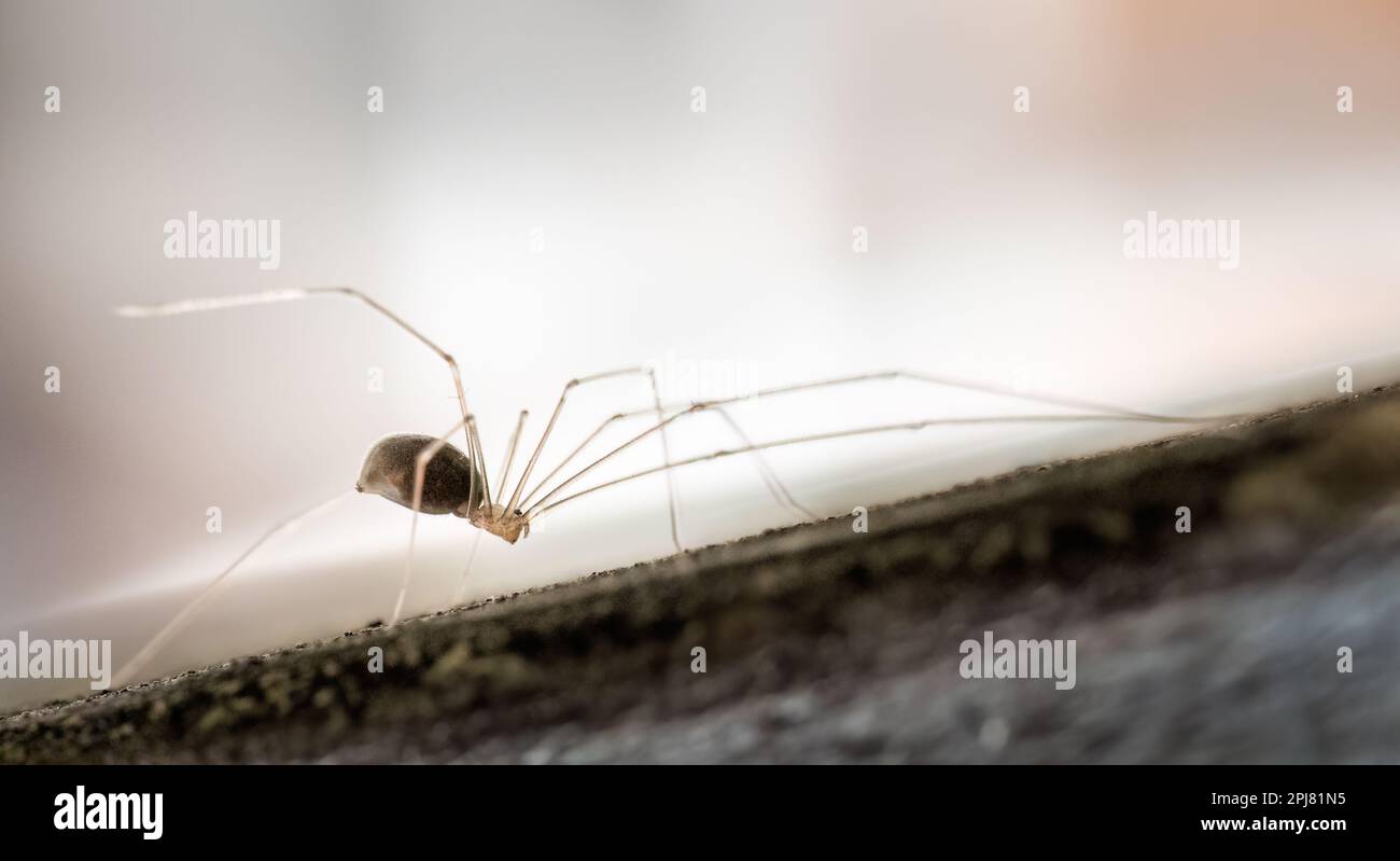 Close-up image of a daddy long legs spider (Pholcus phalangioides) or ...