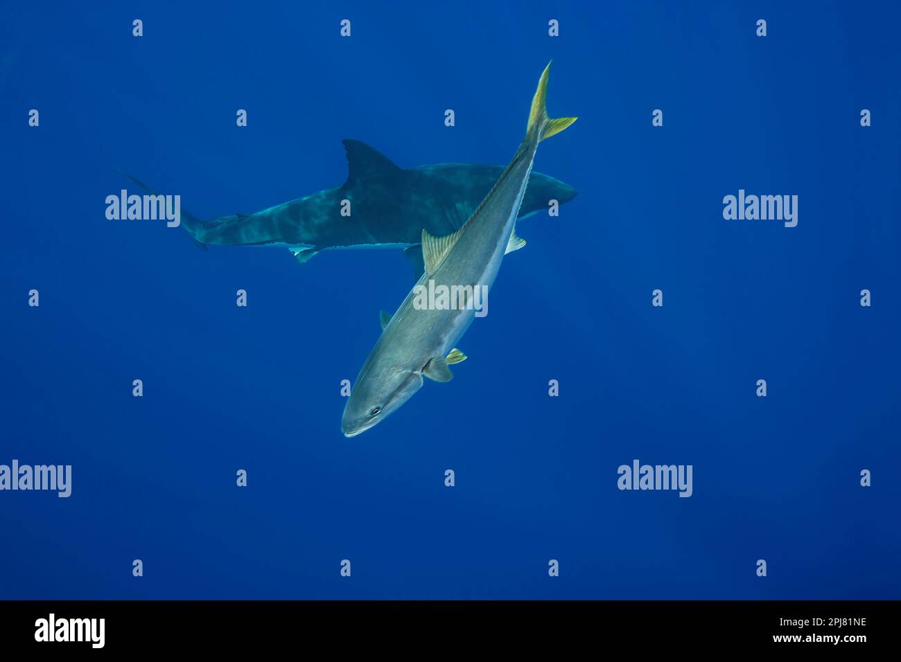 A California yellowtail, Seriola lalandi dorsalis, is also known as ...