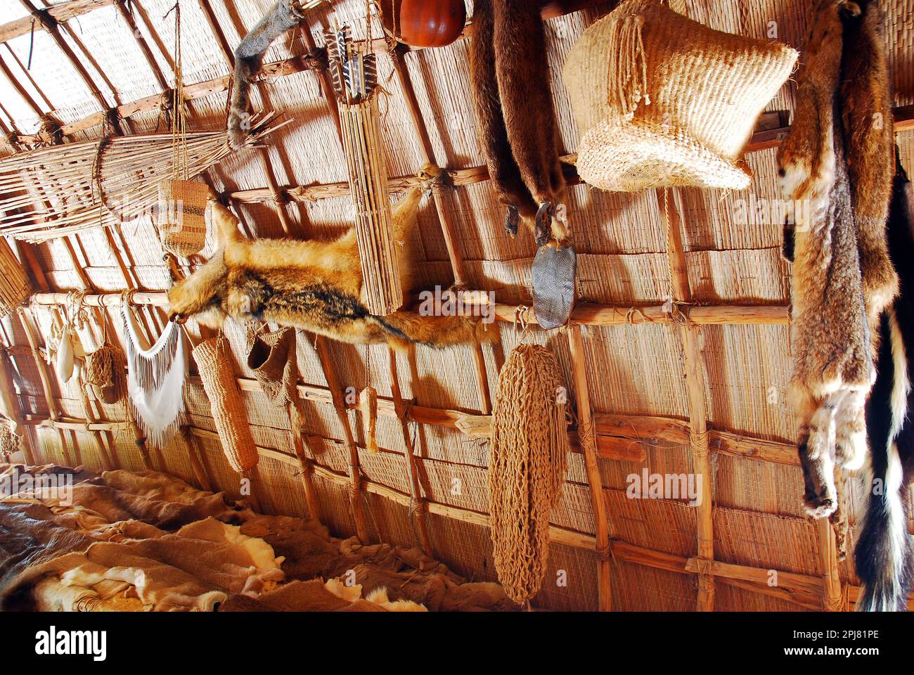 The skins of animals, used by the Powhatan Native Americans for food ...