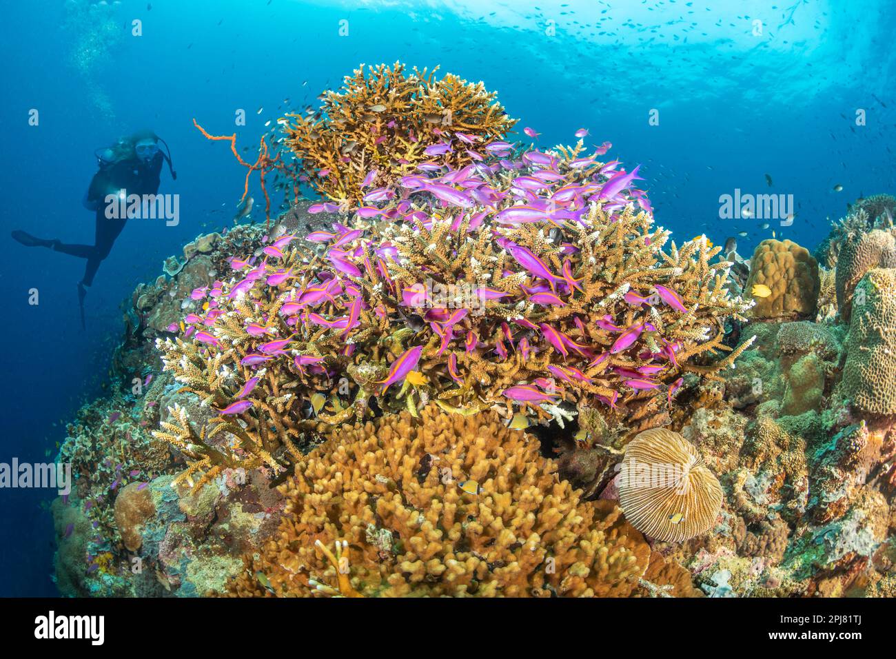 Diver (MR) and a hard coral reef with schooling purple fairy basslet ...