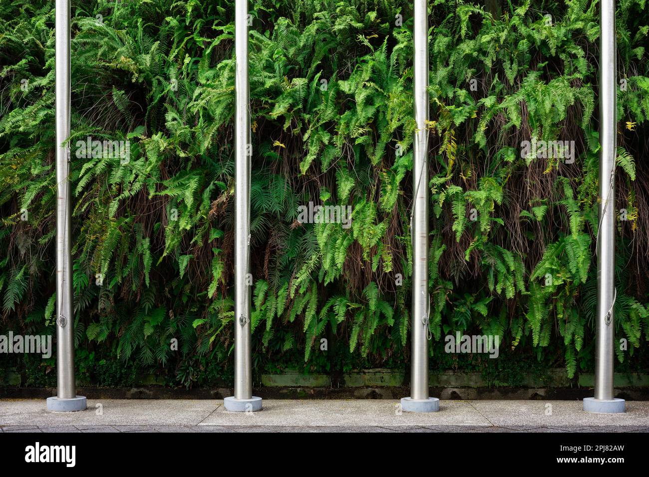 Frontal view of a large plant wall with green ferns in a big city. In ...