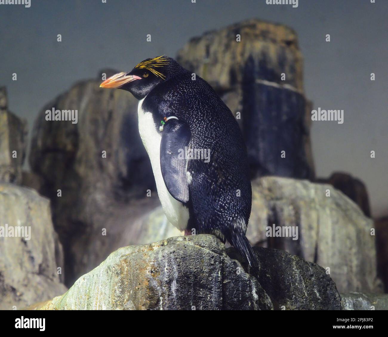 Penguin Hop Fast Penguin Play Fast Penguin On Kevin Games
