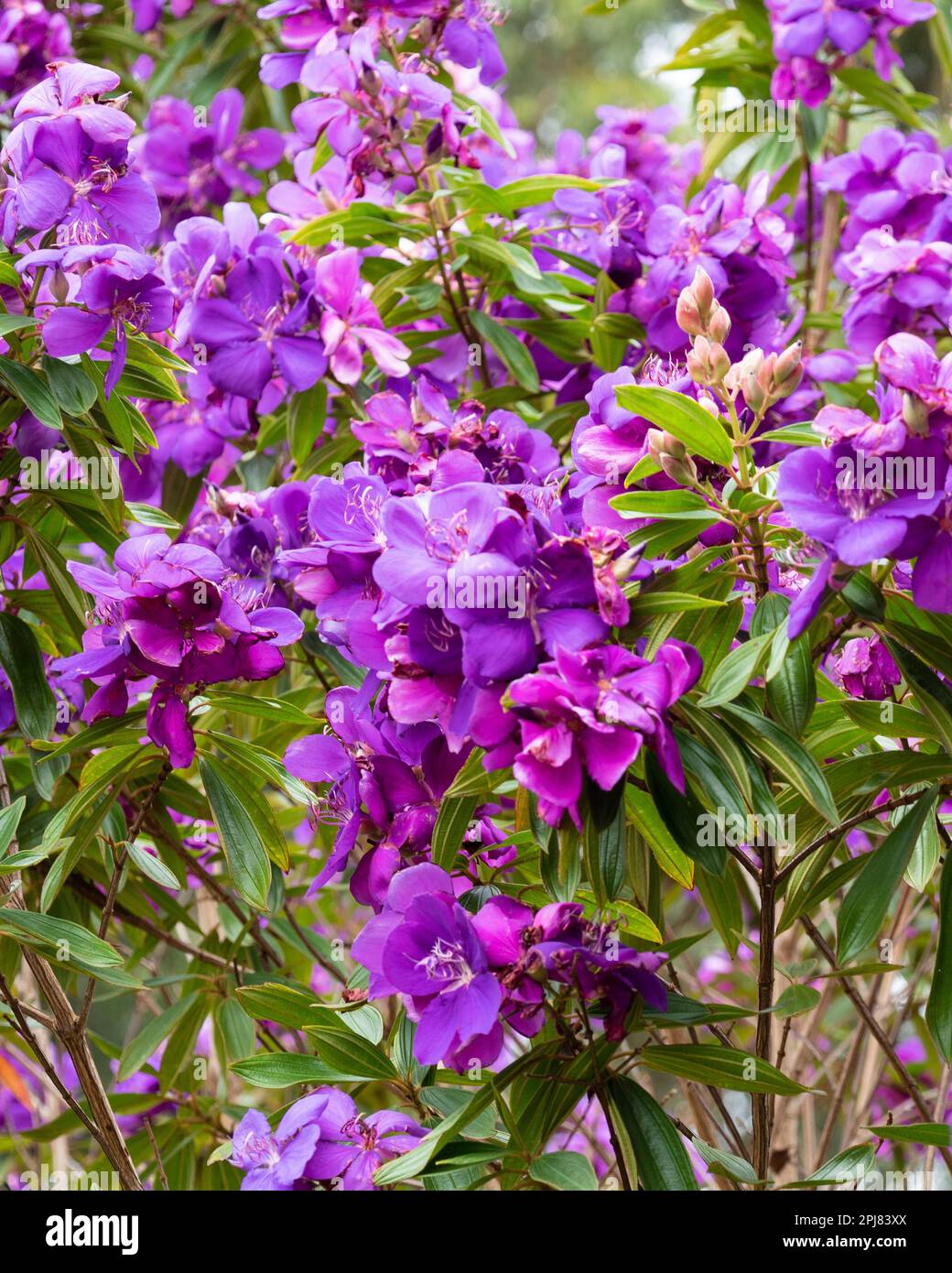 Vibrant Bunch of Tibouchina Alstonville Flowers, flowering in profusion ...