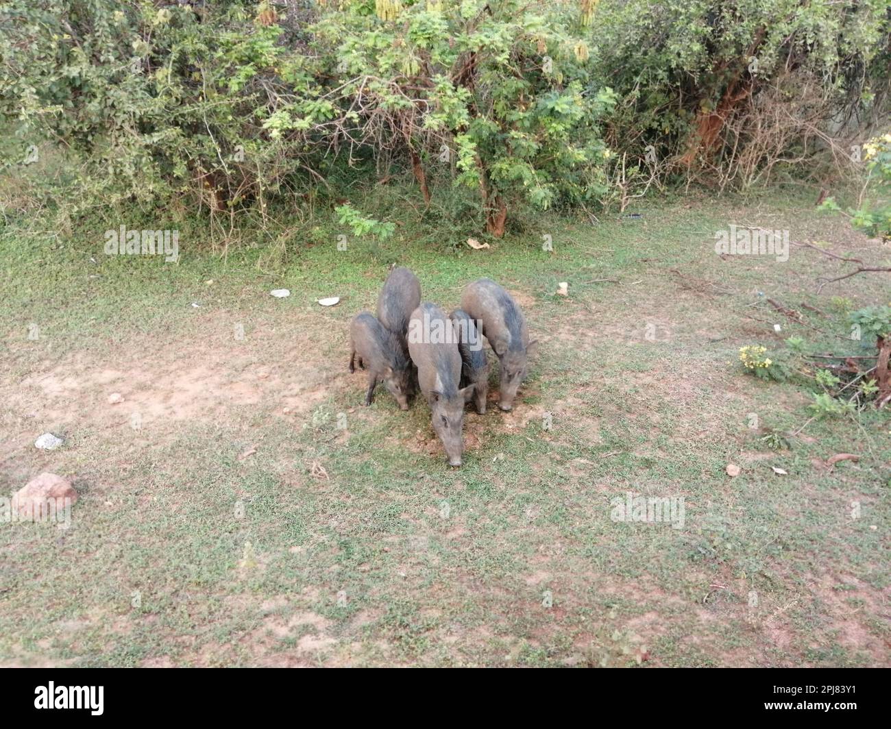 Wild boar and the ram hi-res stock photography and images - Alamy