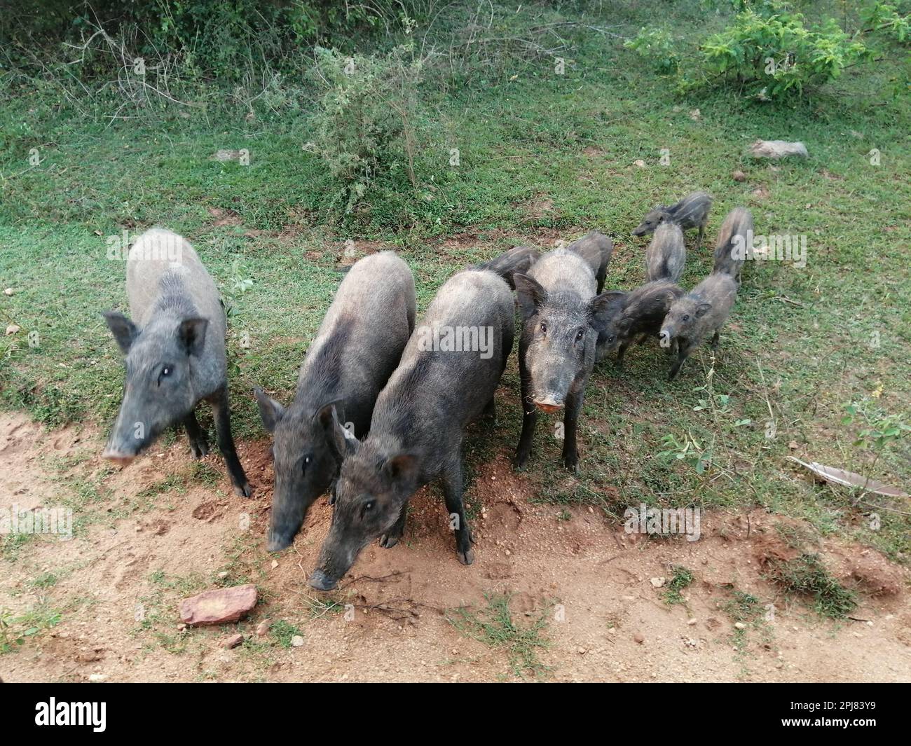 Wild boar facts hi-res stock photography and images - Alamy