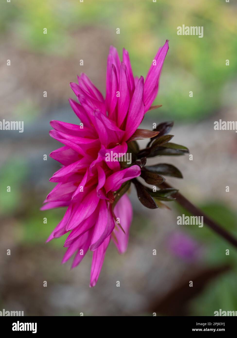 Crimson pink Dahlia flower with pointy petals, dark purple foliage ...