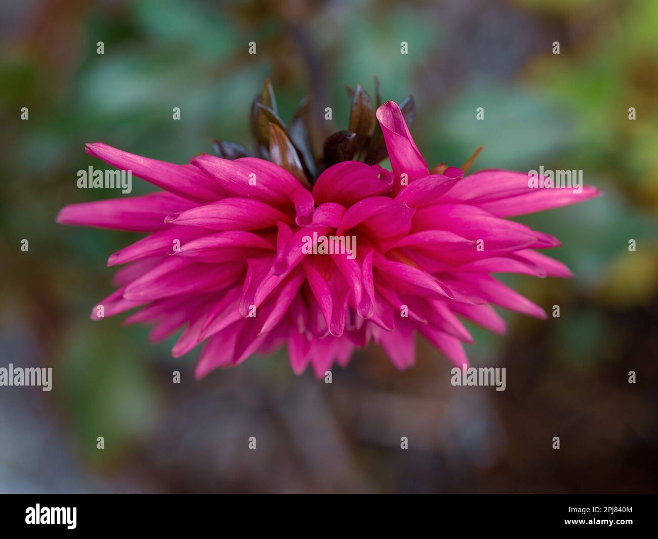 Downward facing dahlia hi-res stock photography and images - Alamy