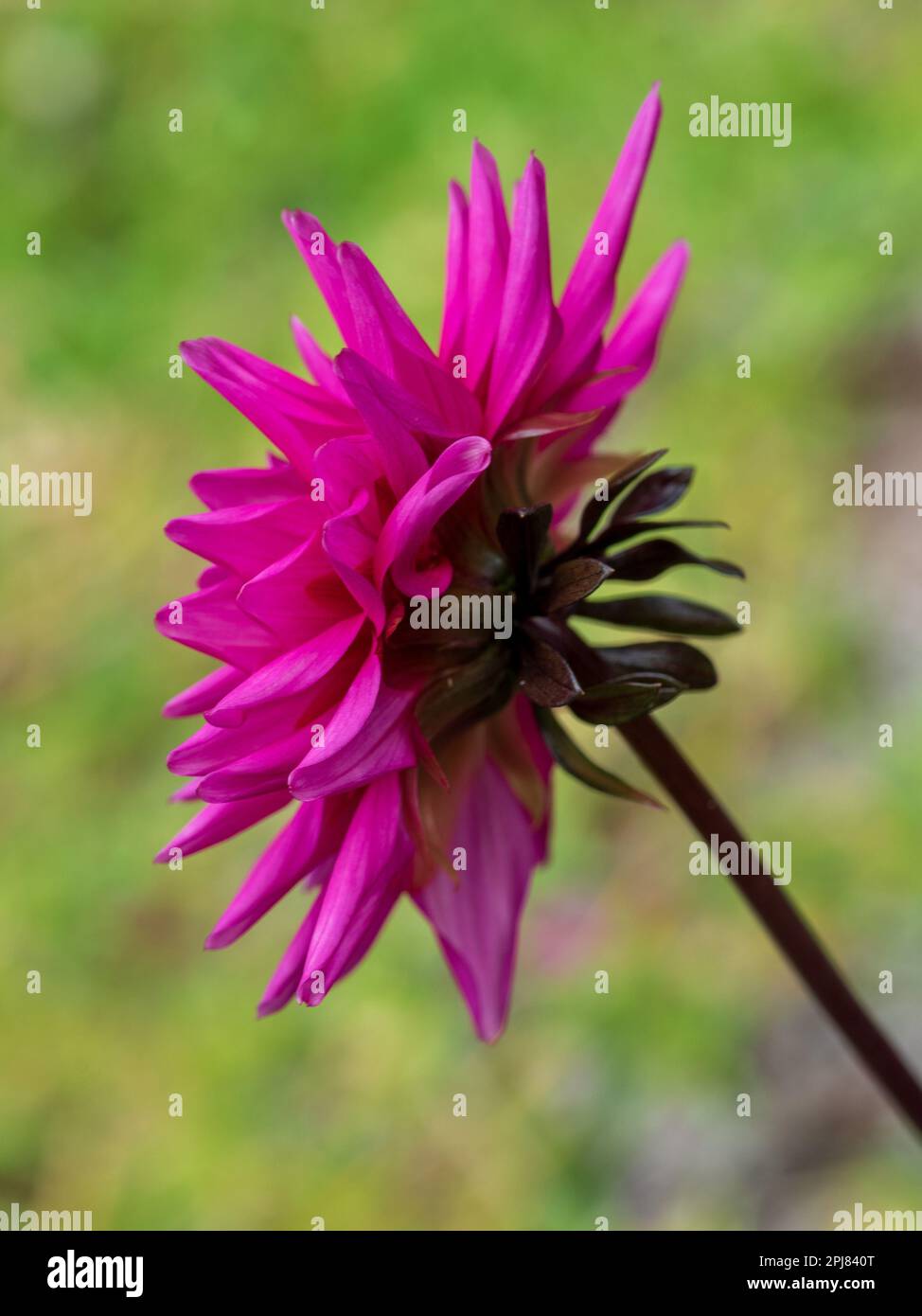 Crimson pink Dahlia flower with pointy petals, dark purple foliage ...