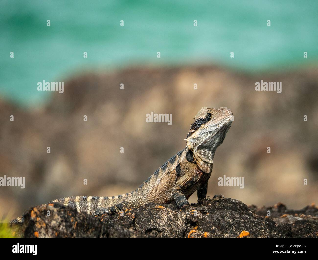 Water Dragon, Australian lizard on the rocks Stock Photo - Alamy