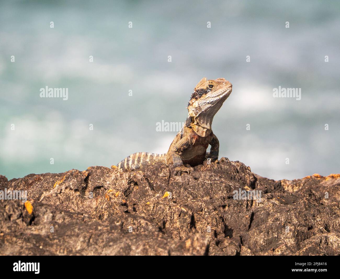 Water Dragon, Australian lizard on the rocks Stock Photo - Alamy