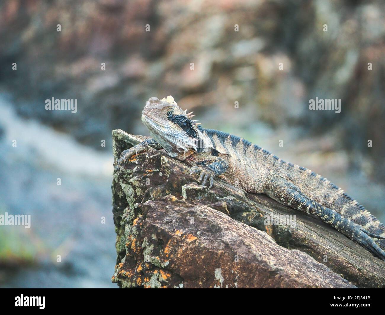 Water dragon blending hi-res stock photography and images - Alamy