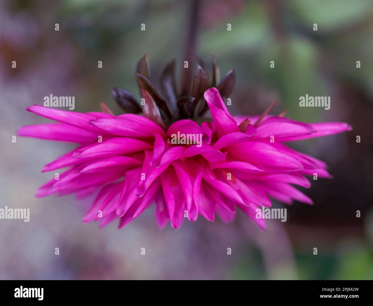 Downward facing dahlia hi-res stock photography and images - Alamy