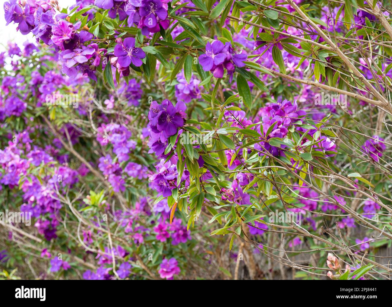 Mas flowering of showy purple Tibouchina flowers in glorious purple ...
