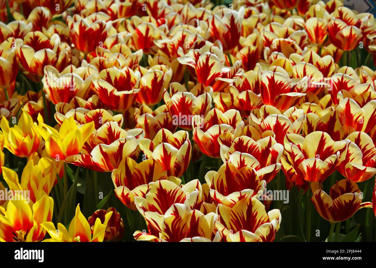 Tulip Flower at Flower Dome, Garden by the Bay, Singapore Stock Photo ...