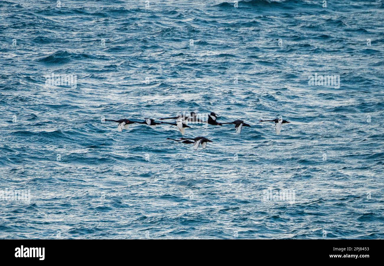 Unusual sight of a flock of Black swans flying over the ocean, white ...