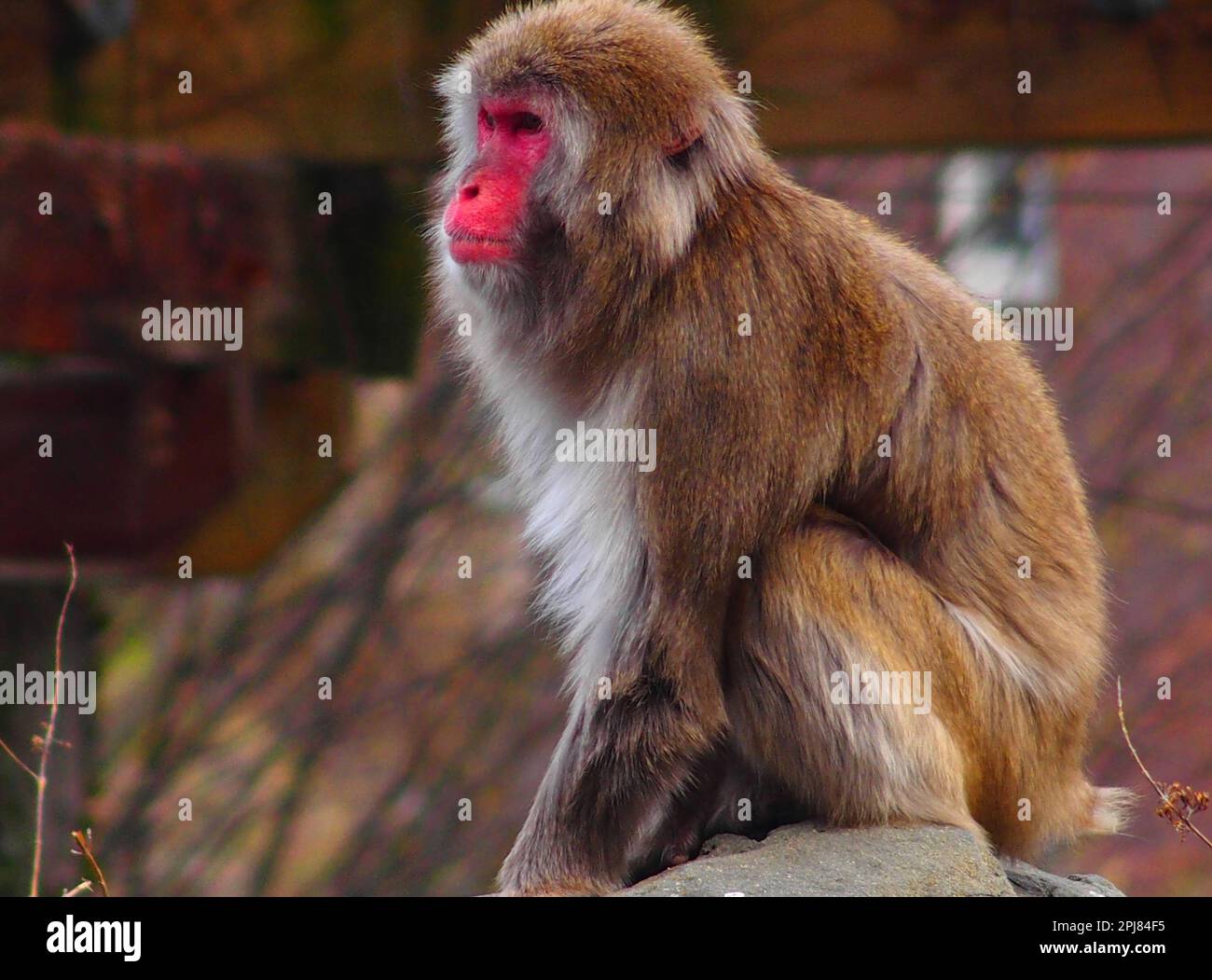 New York, NY, USA. 31st Mar, 2023. A Snow Monkey relaxes on a rock at ...
