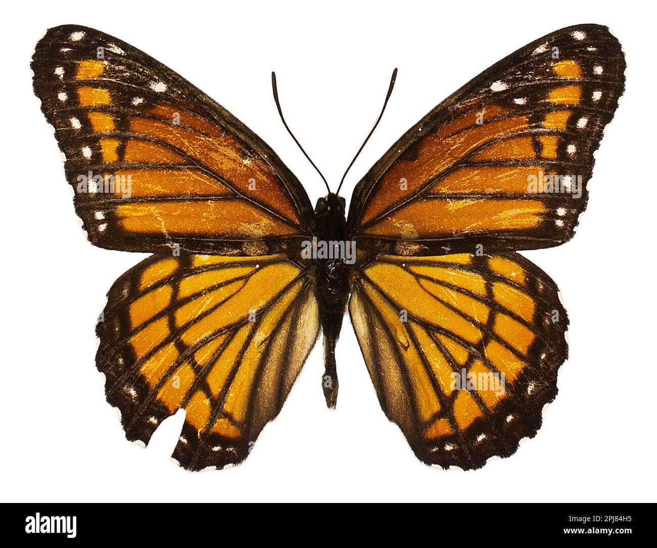 Male Viceroy Butterfly, Limenitis archippus, pinned specimen isolated ...