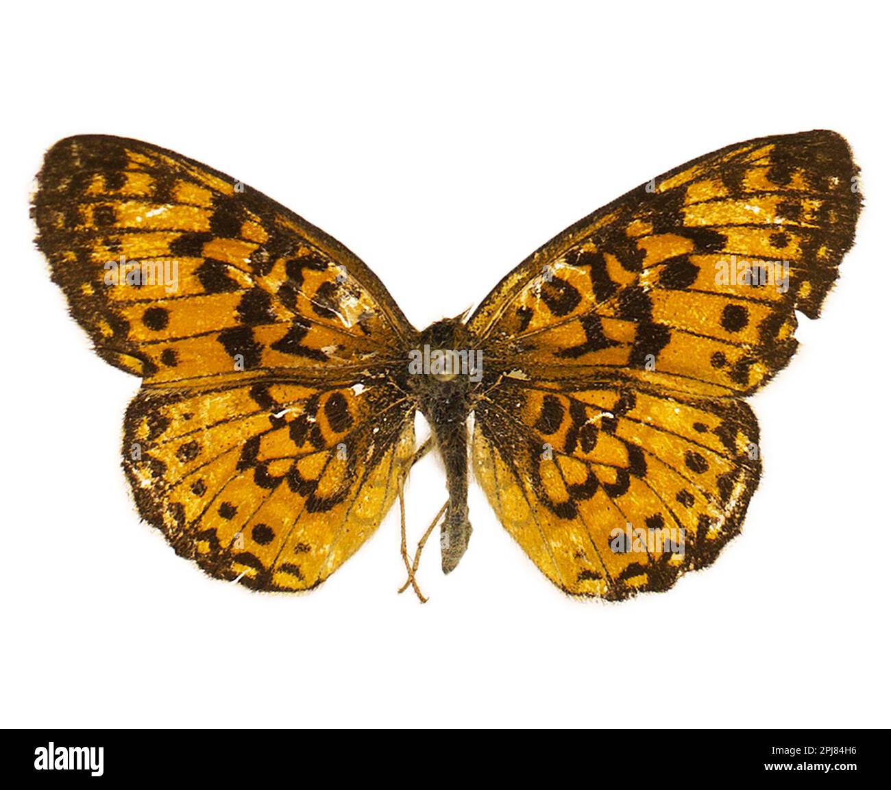 Silver-bordered Fritillary, Brush-footed Butterfly, Boloria selene ... Silver-bordered Fritillary, Brush-footed Butterfly, Boloria selene ...