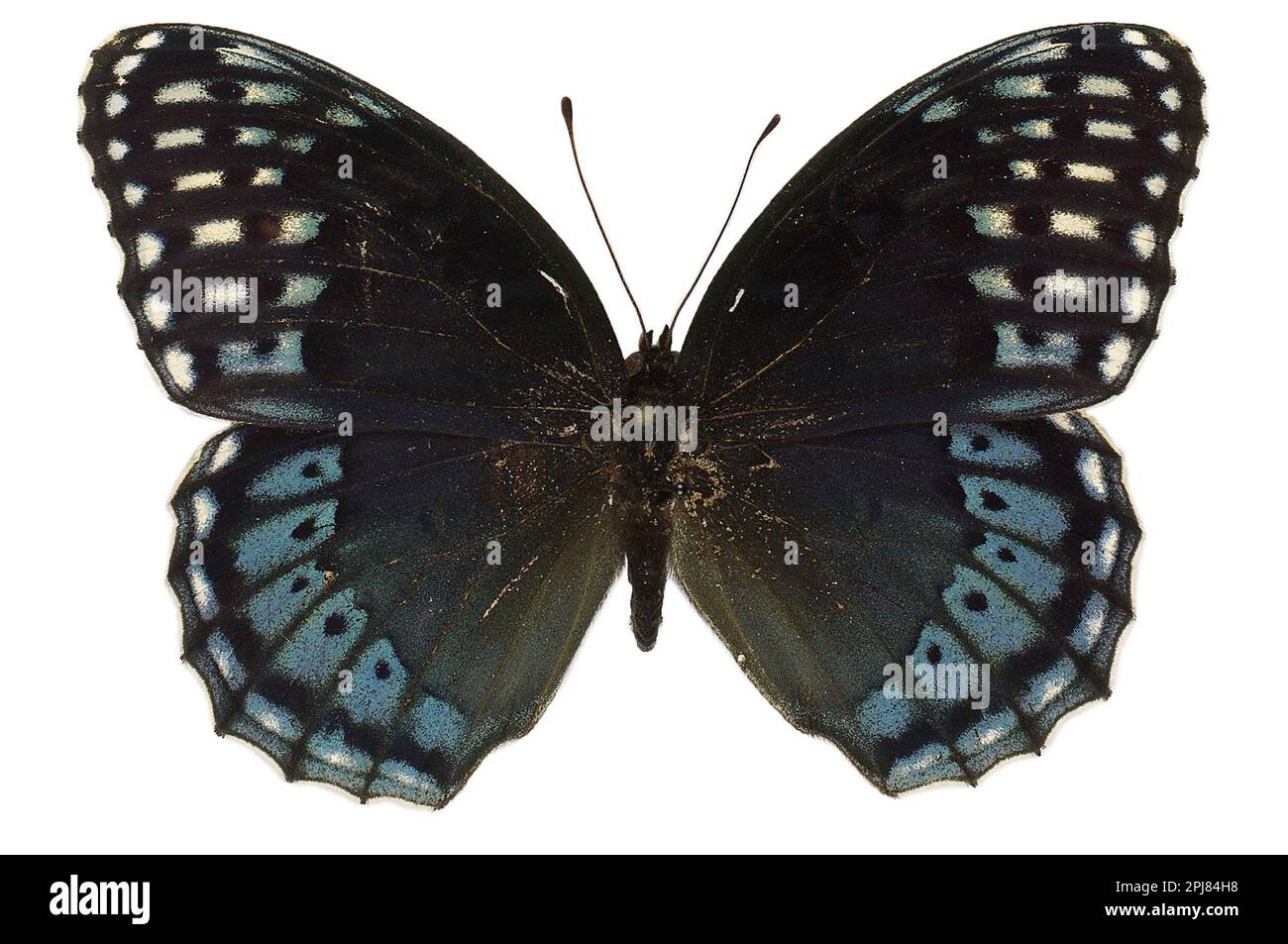 Diana Fritillary, Brush-footed Butterfly, Speyeria diana, pinned ...