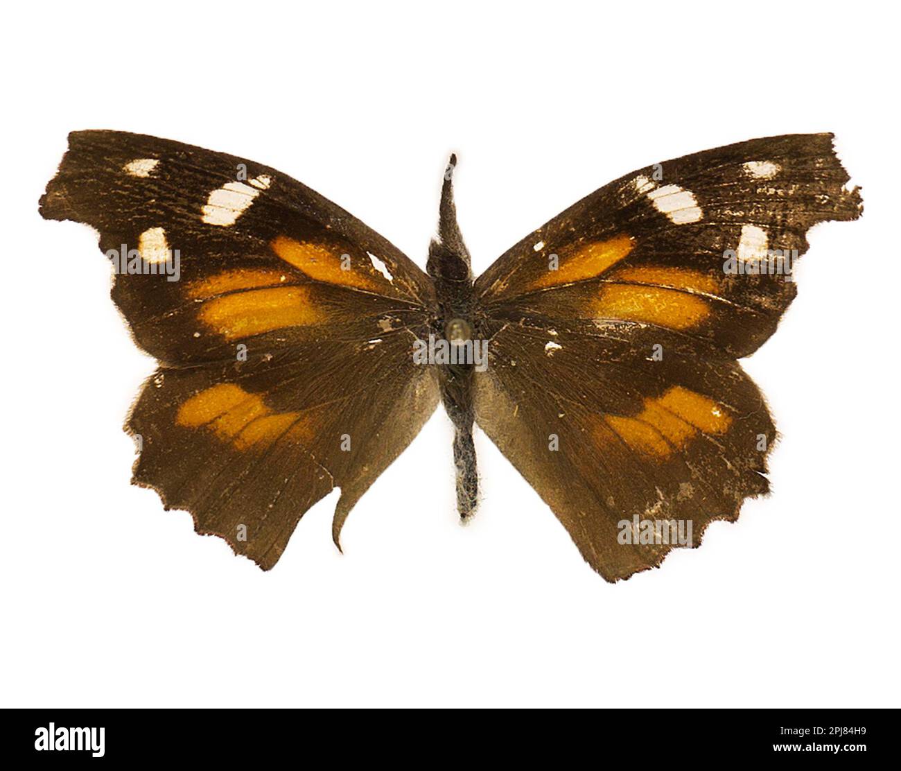 Female American Snout Butterfly, Libytheana bachmanni, pinned specimen ...