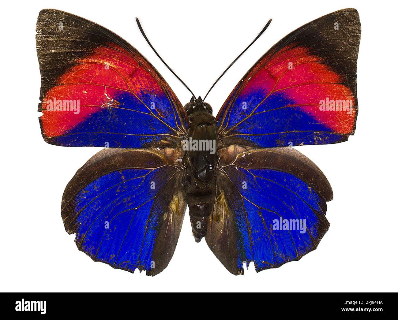 Leafwing Butterfly, Agrias narcissus, pinned specimen isolated on white ...