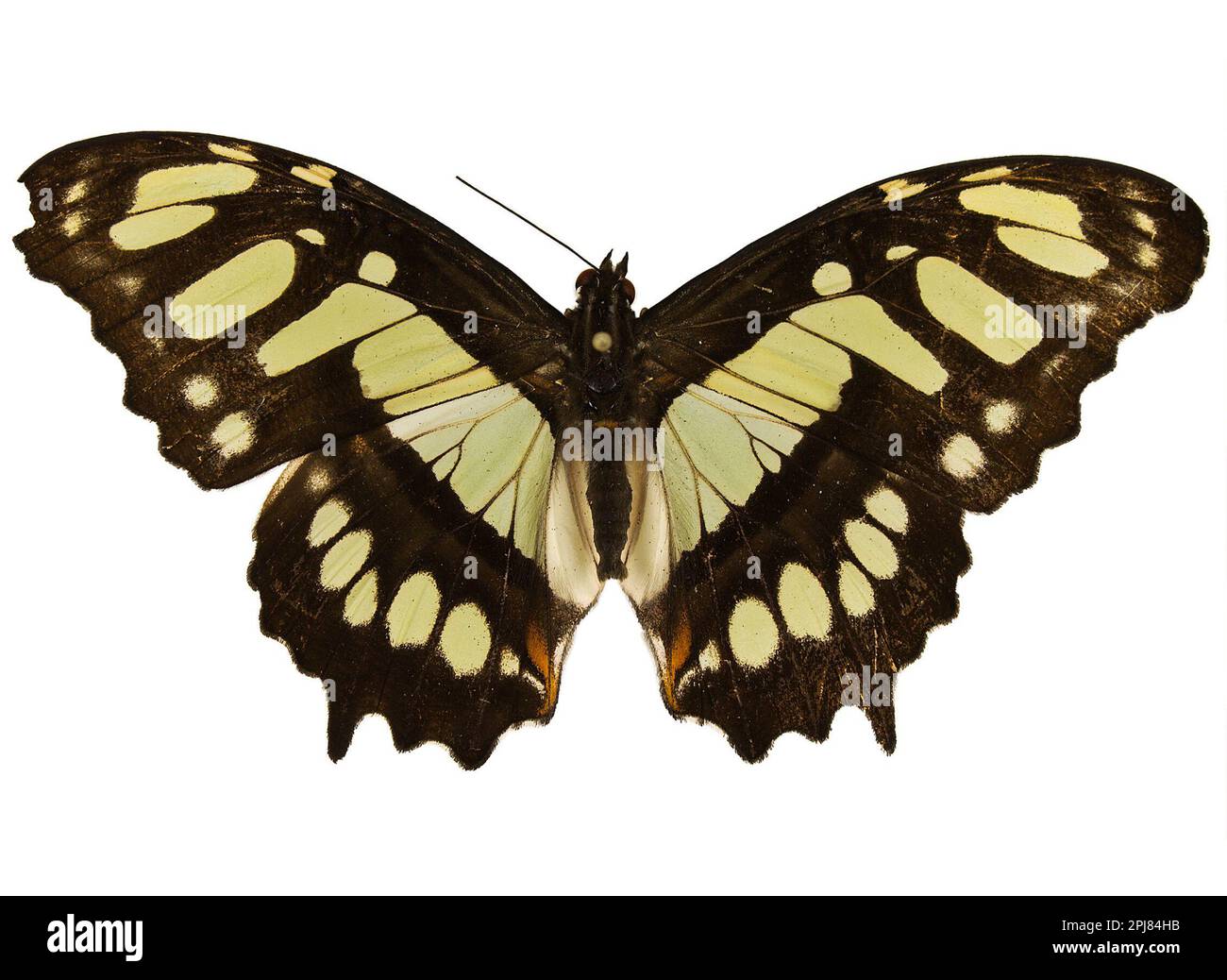 Malachite Butterfly, Siproeta stelenes, pinned specimen isolated on ...