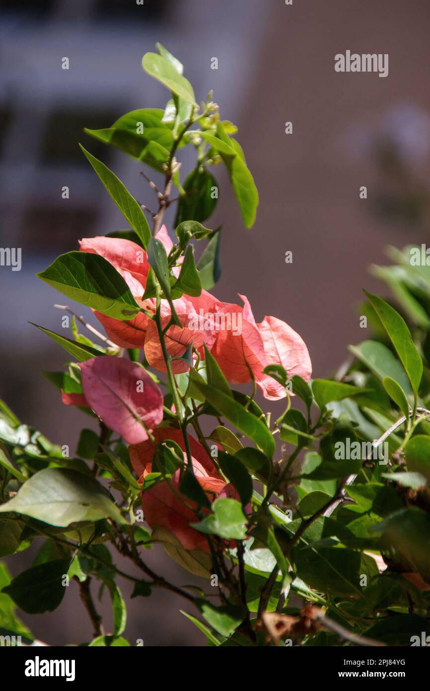 bougainvillea spectabilis plant in a garden in Rio de Janeiro, Brazil ...