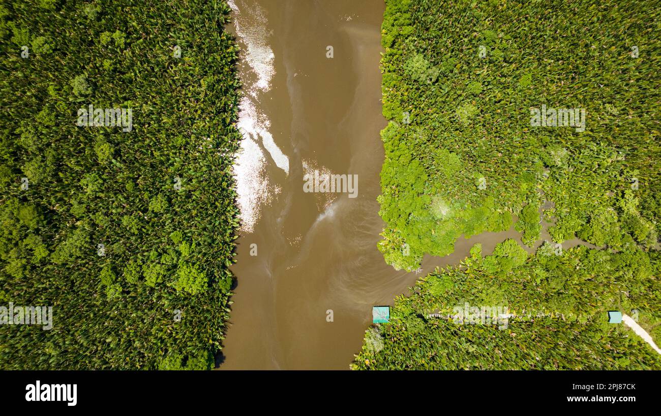 Top view of mangroves and rainforest in the tropics. Menumbok forest ...