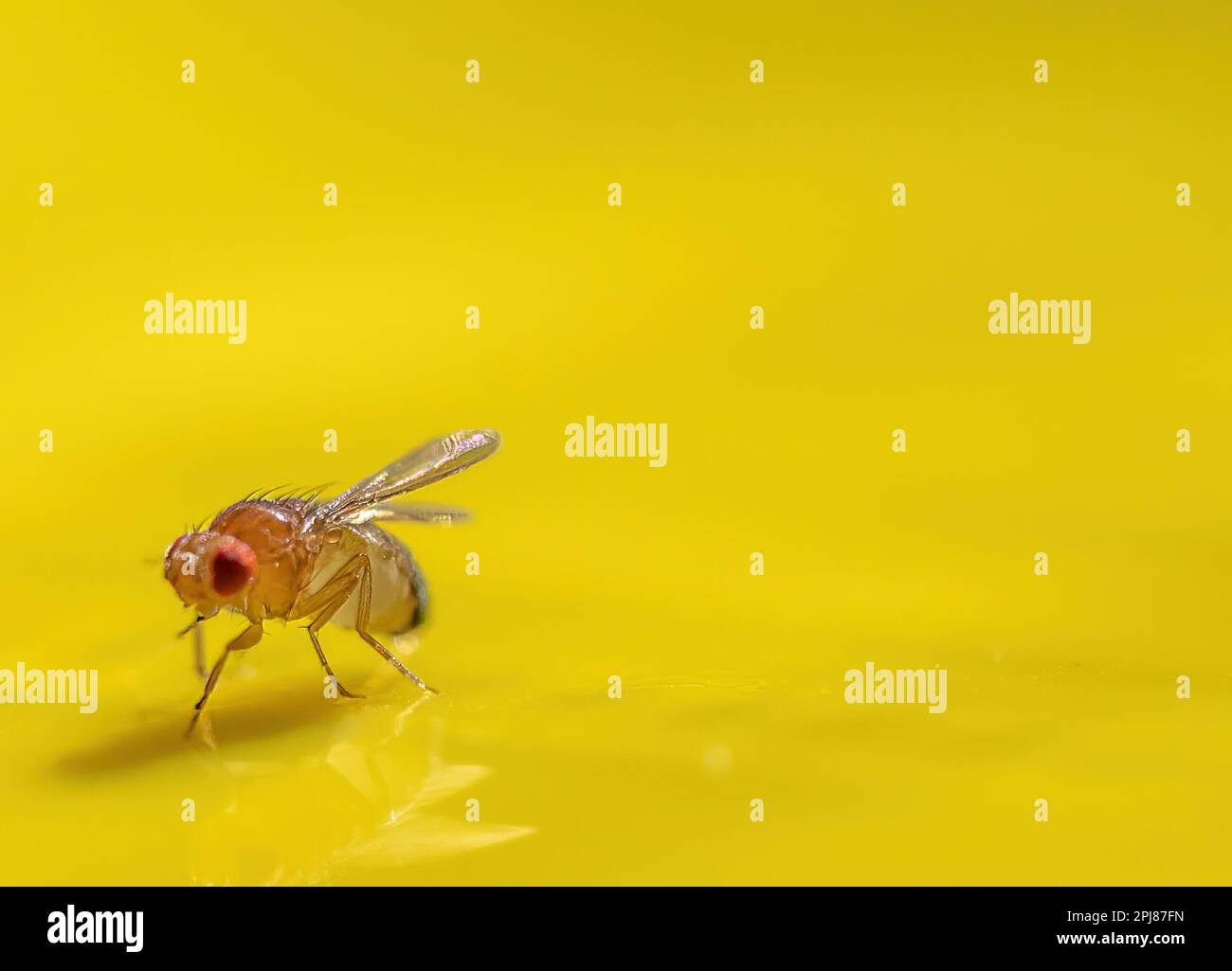 Macro of a single fruit fly caught on a sticky paper trap Stock Photo ...