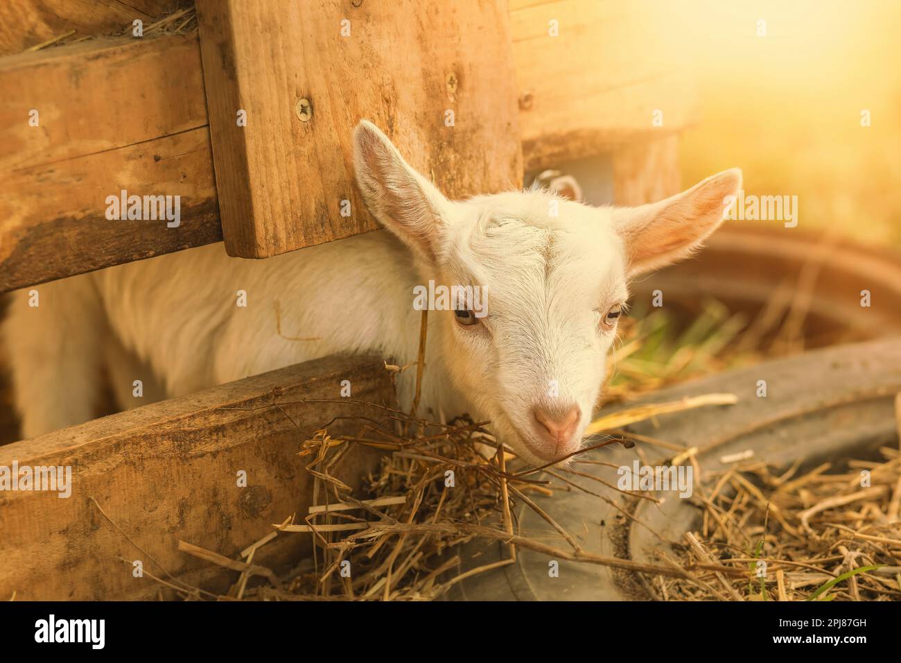 Baby goat on the farm.Close up shot. High quality photo Stock Photo - Alamy