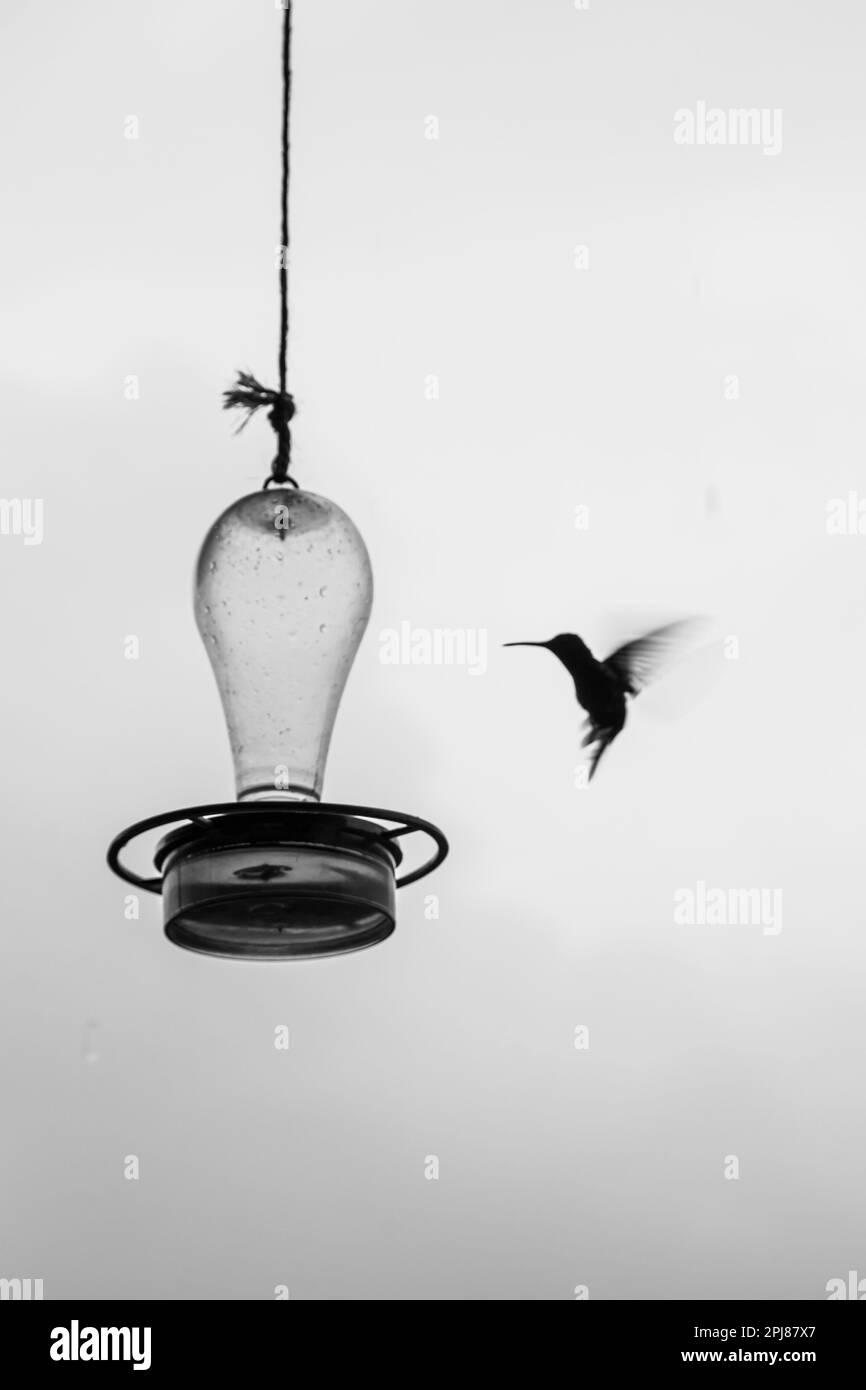 Flying Hummingbird trying to get some water in Colombia Stock Photo - Alamy