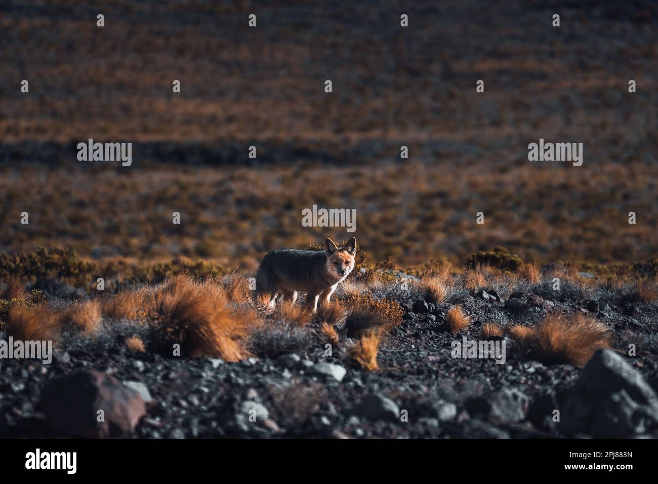 Fox animal in front of Volcanic mountains in San Pedro de Atacama Chile ...