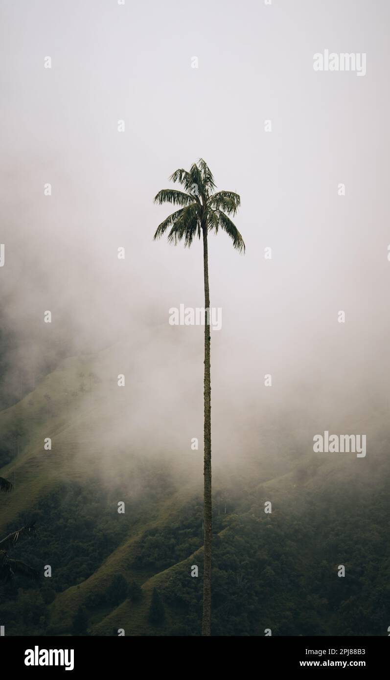 Highest Coconut Palm Trees Cocora Valley in Salento, Disney Village in ...