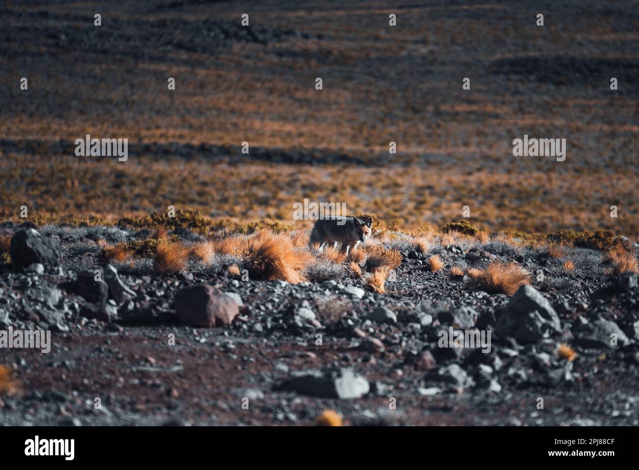 Fox animal in front of Volcanic mountains in San Pedro de Atacama Chile ...